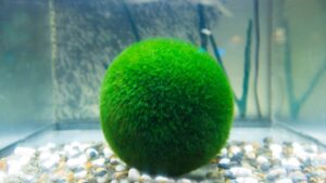 ᐅ Marimo: Cura | Come curare l'Alga Marimo, guida completa